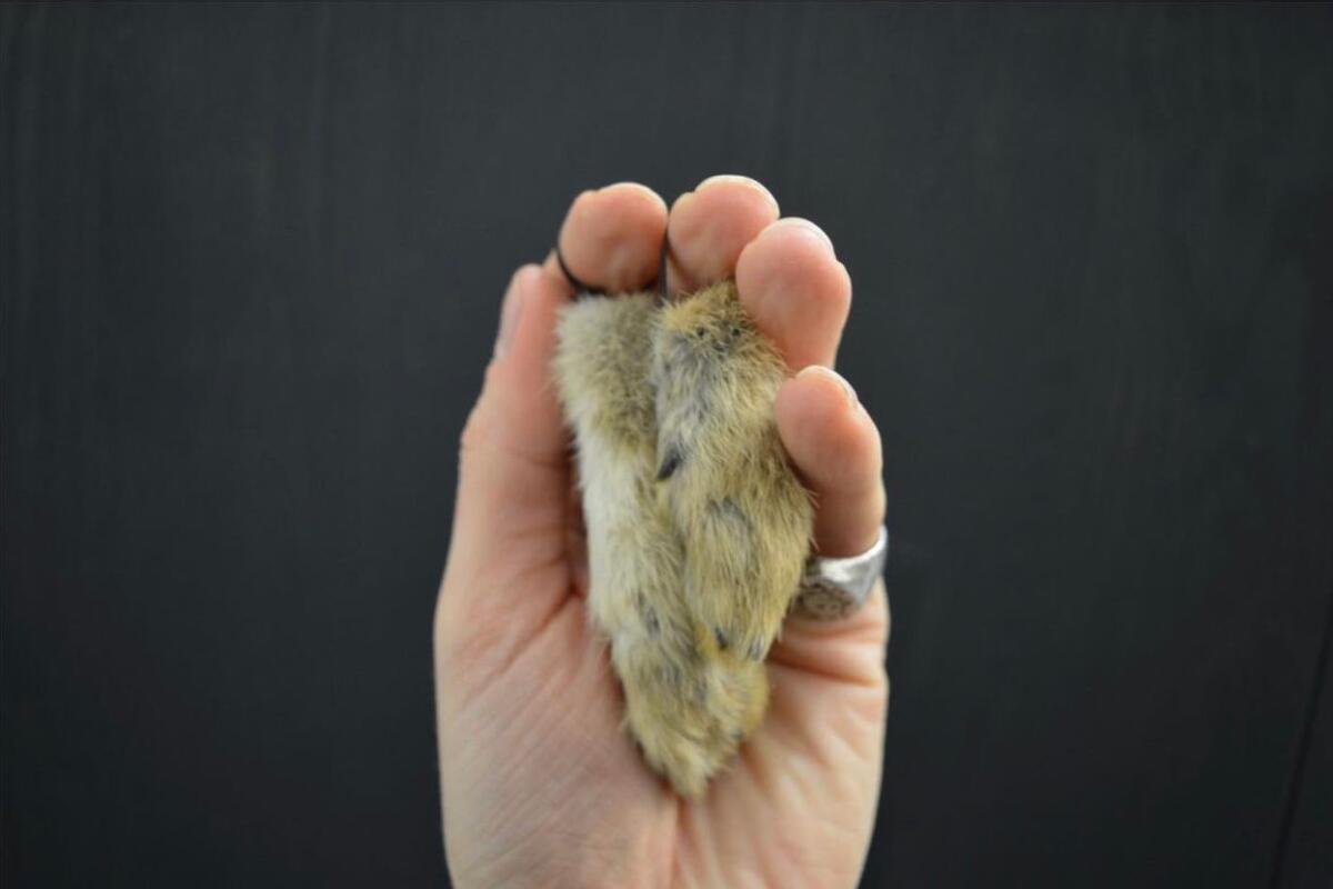 Taxidermy Rabbit Foot workshop - Hotwalls Studios